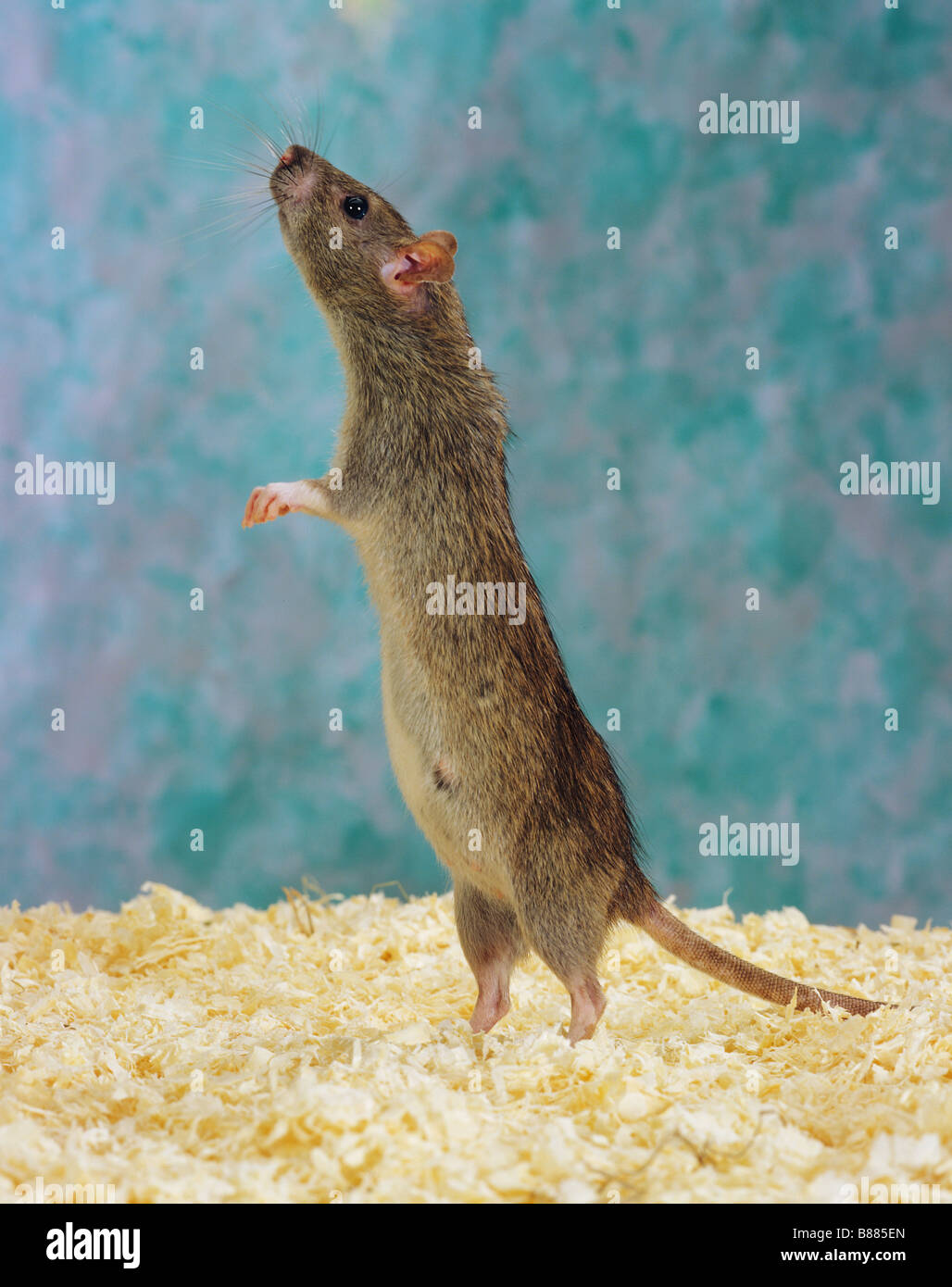 Standing rat hi-res stock photography and images - Alamy