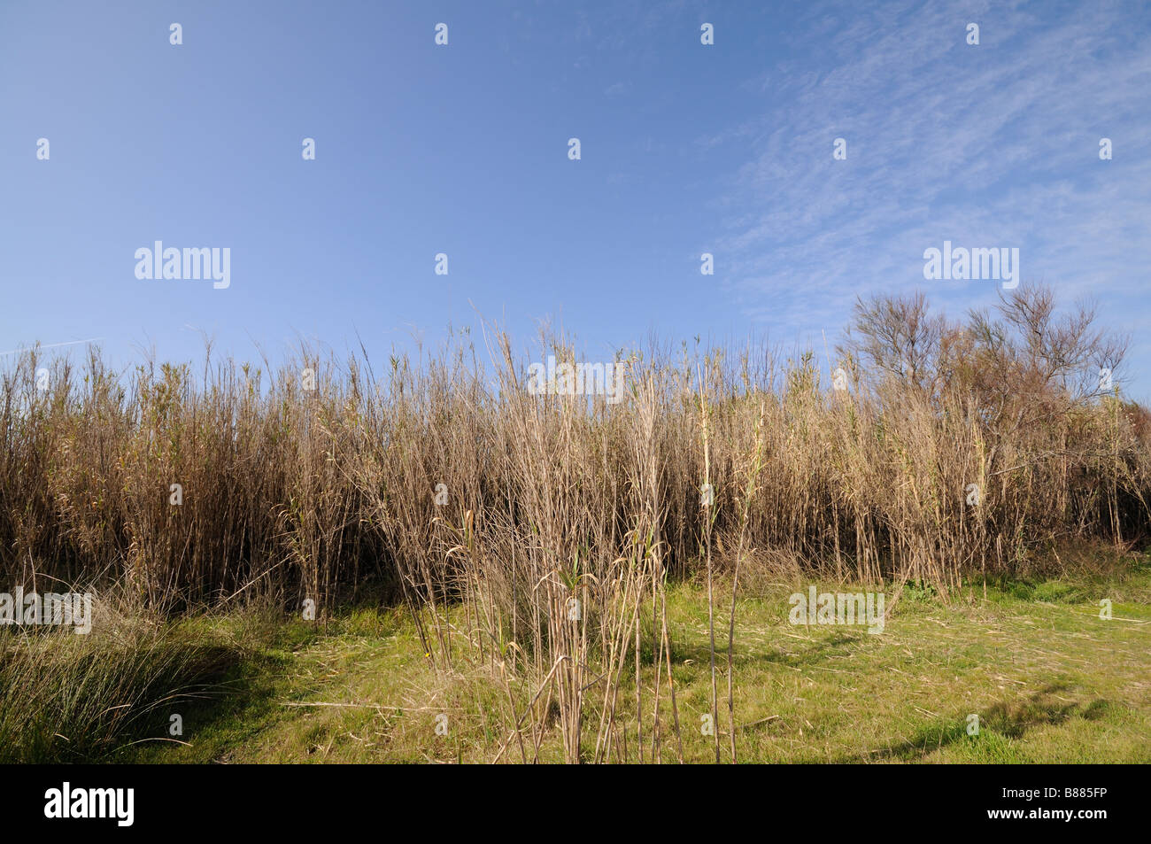 Giant reed hi-res stock photography and images - Alamy