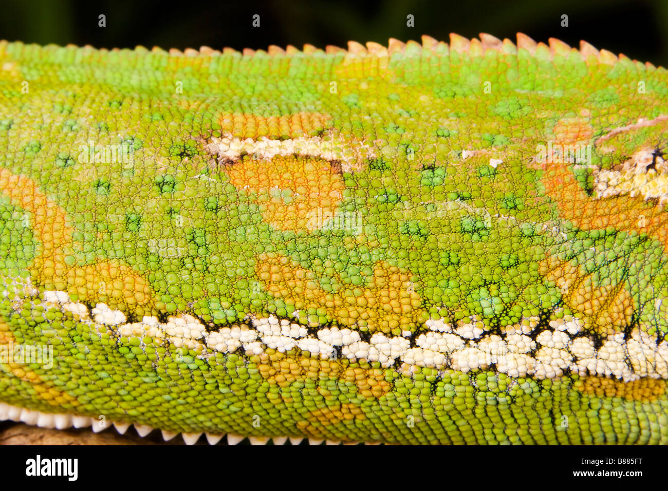 Reptile crest hi-res stock photography and images - Alamy