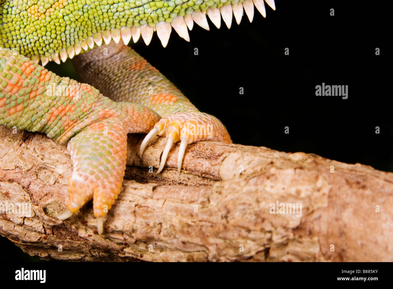 Gular Scales, Crest and Toes of a Chameleon Stock Photo - Alamy