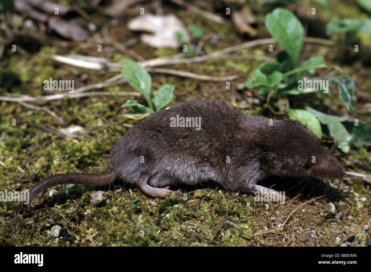 Bicoloured White-toothed Shrew , Crocidura leucodon Stock Photo - Alamy