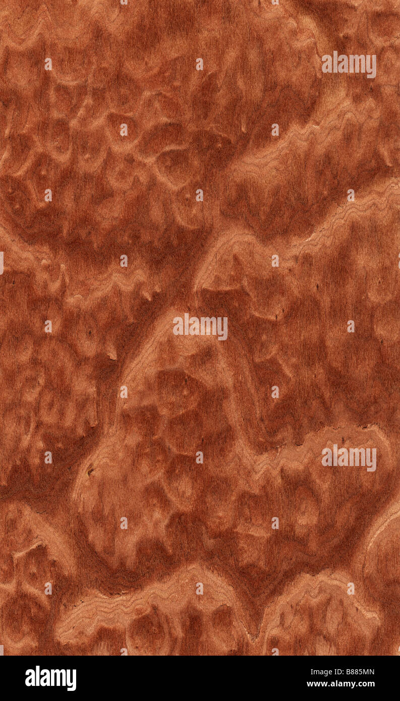 Vavona burl texture high detailed wood texture series Stock Photo - Alamy