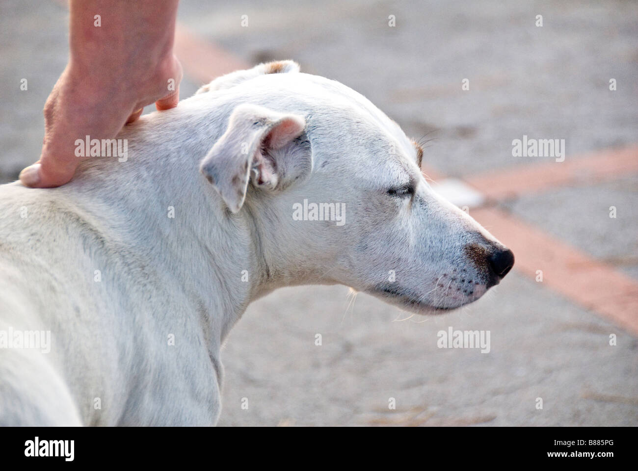 A Dog being patted Stock Photo - Alamy