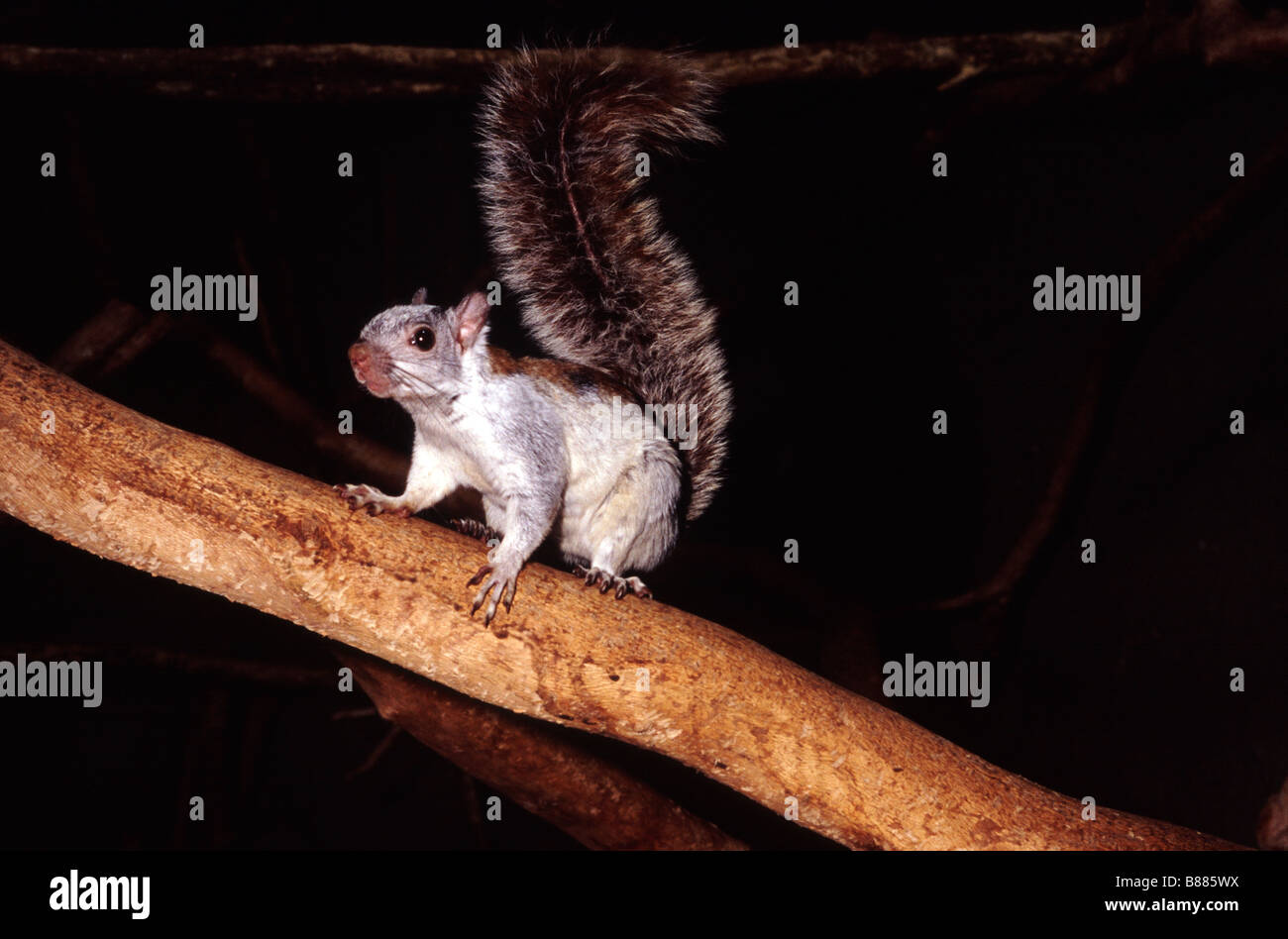 Variable squirrel (Callosciurus finlaysonii Stock Photo - Alamy