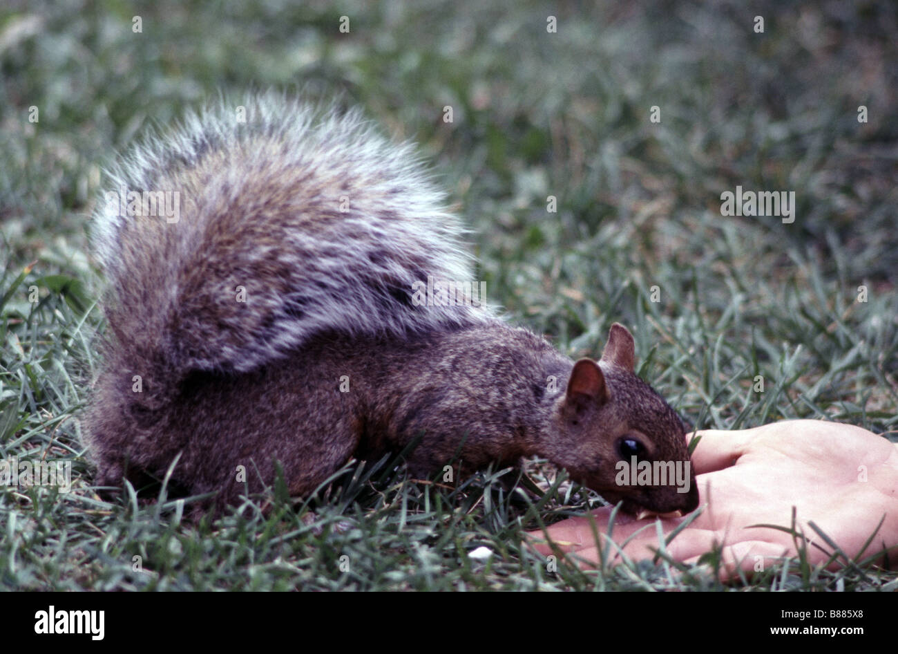 Sciuridae hi-res stock photography and images - Alamy