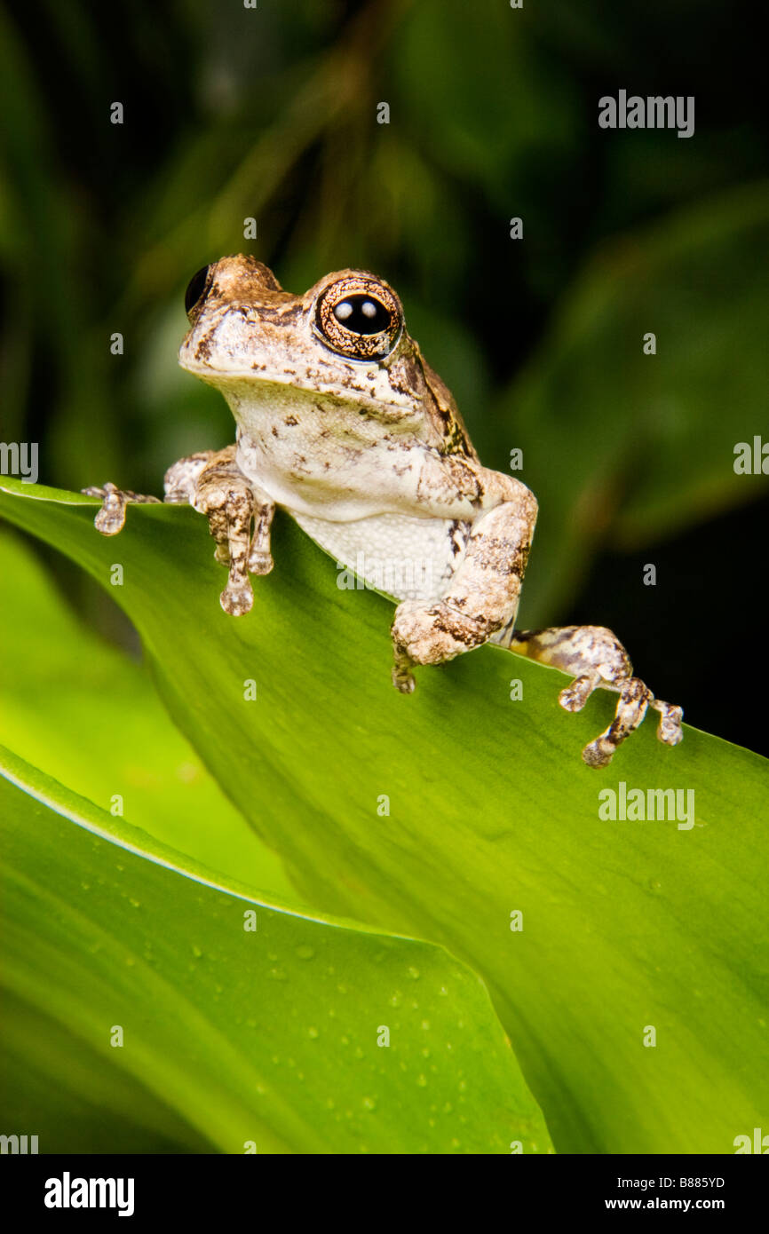 Brown tree frog hi-res stock photography and images - Alamy