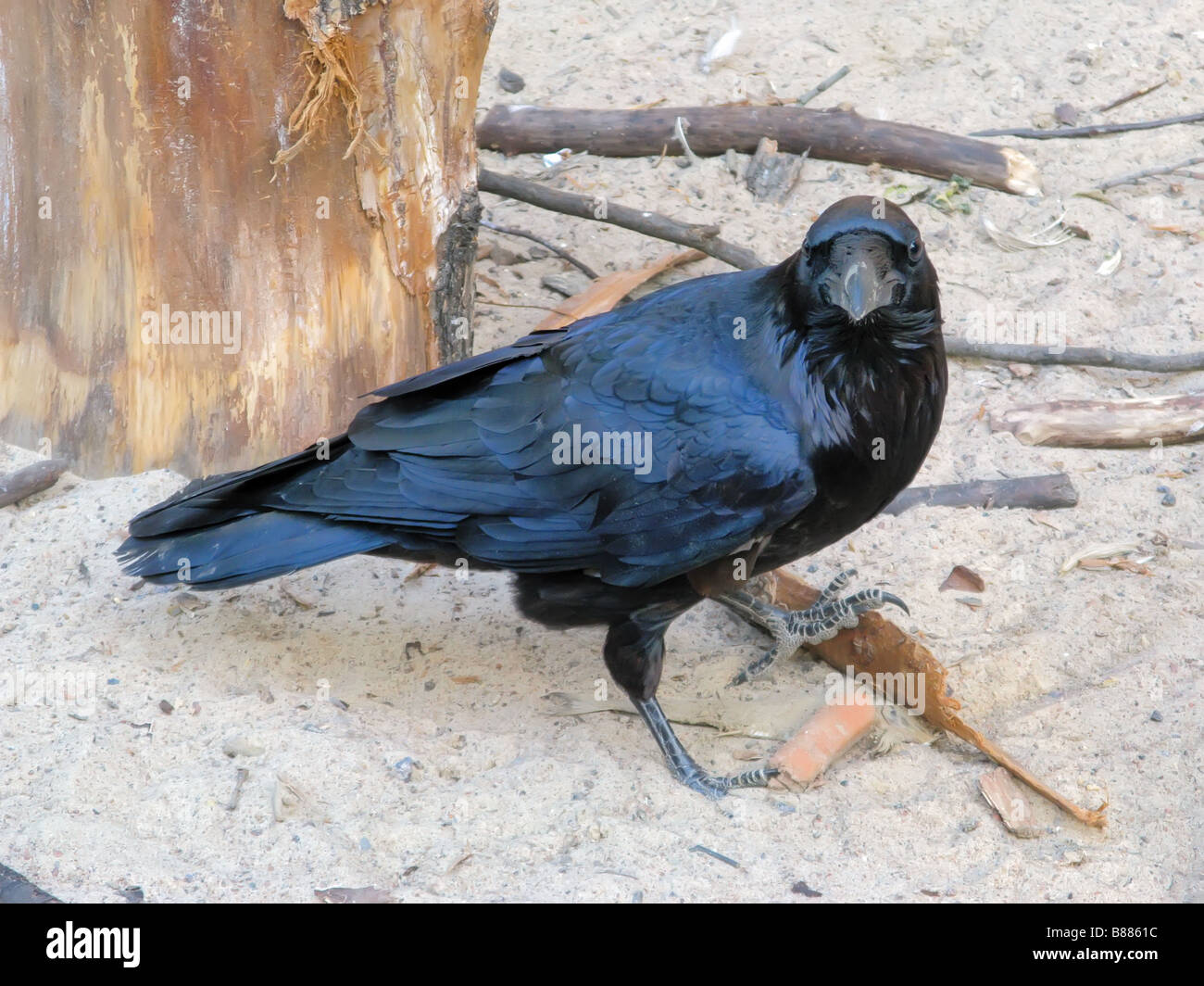 Blue wattle crow hi-res stock photography and images - Alamy
