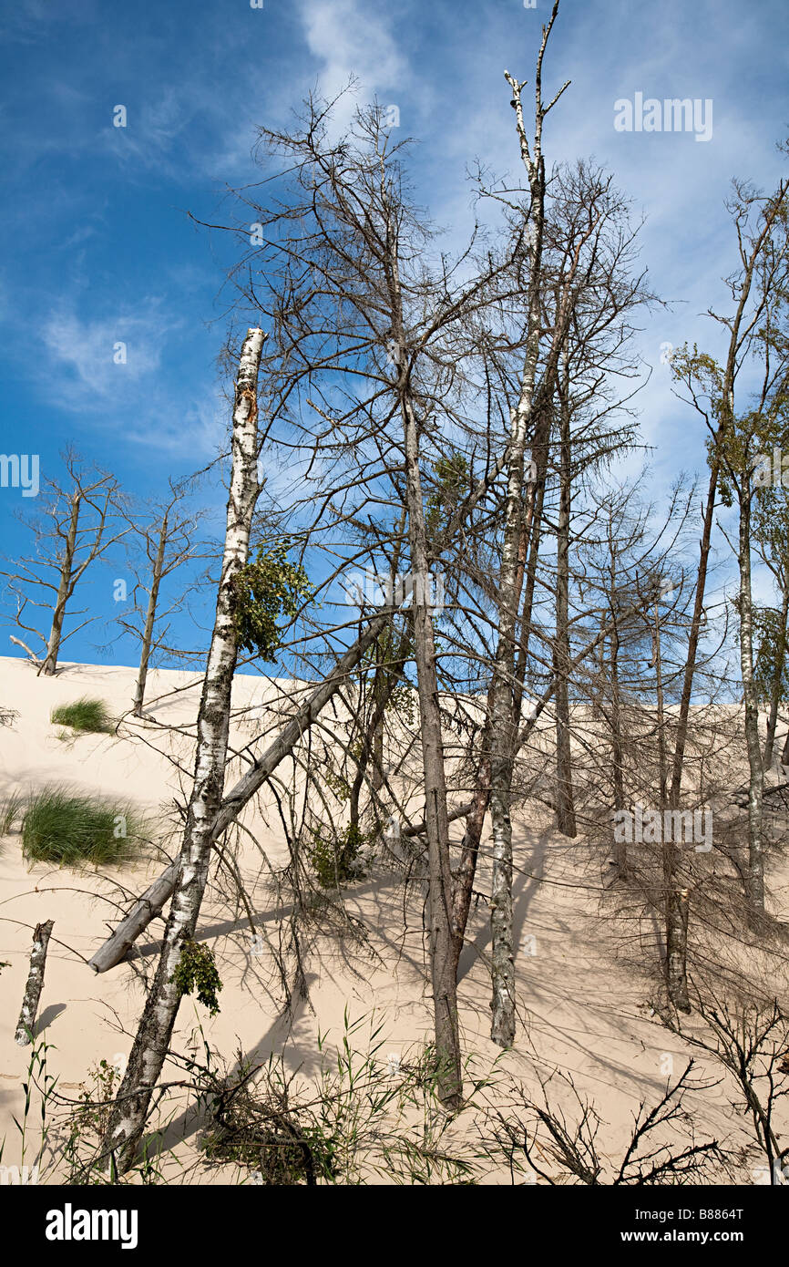 Lacka Gora dunes moving front pushing over and burying forest of trees ...