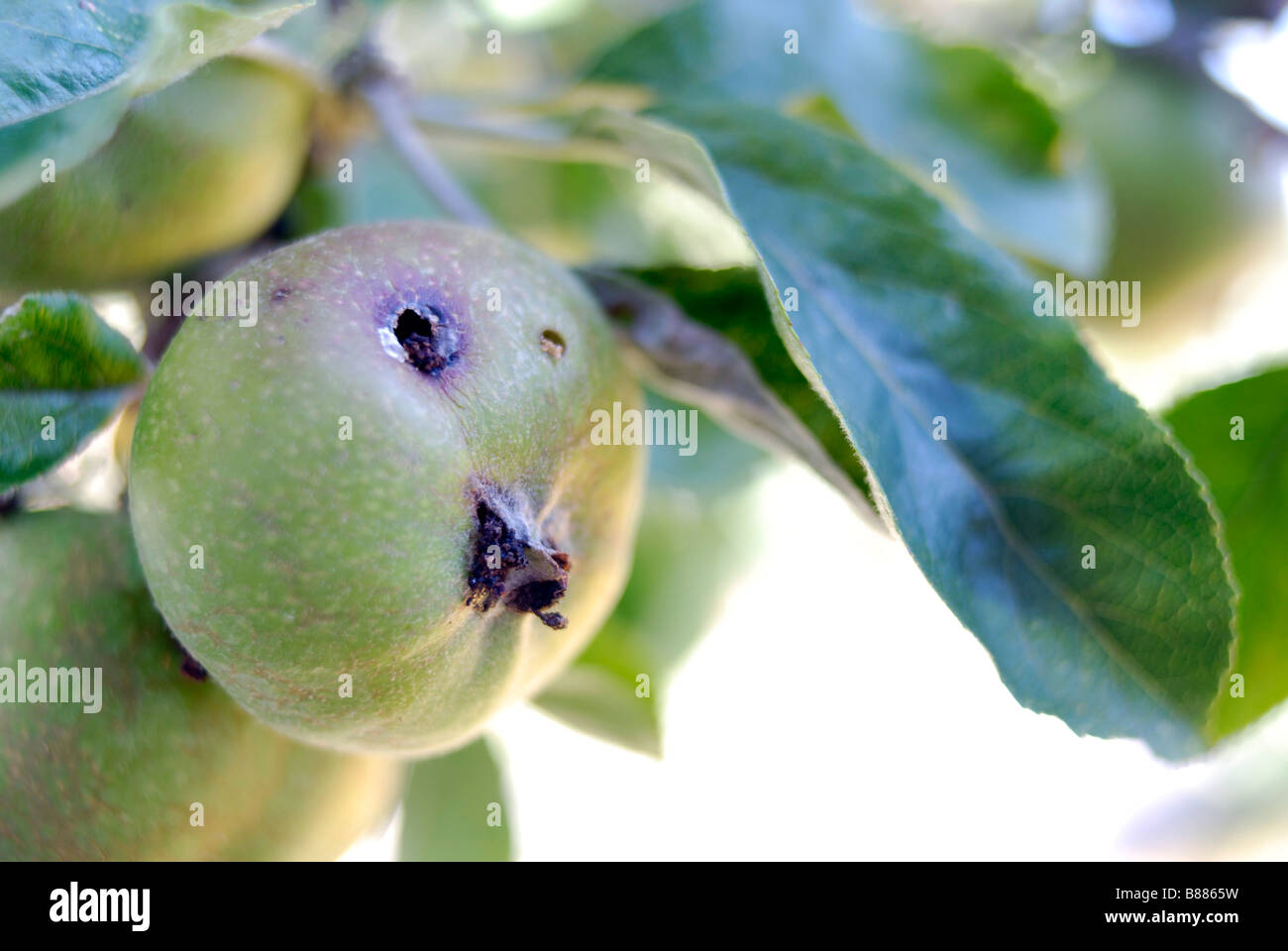 Codling moth damage on an apple Stock Photo - Alamy