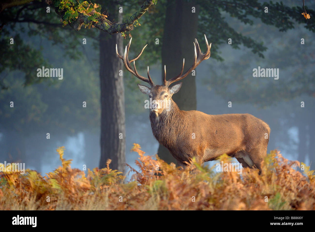 Musk deer hi-res stock photography and images - Alamy
