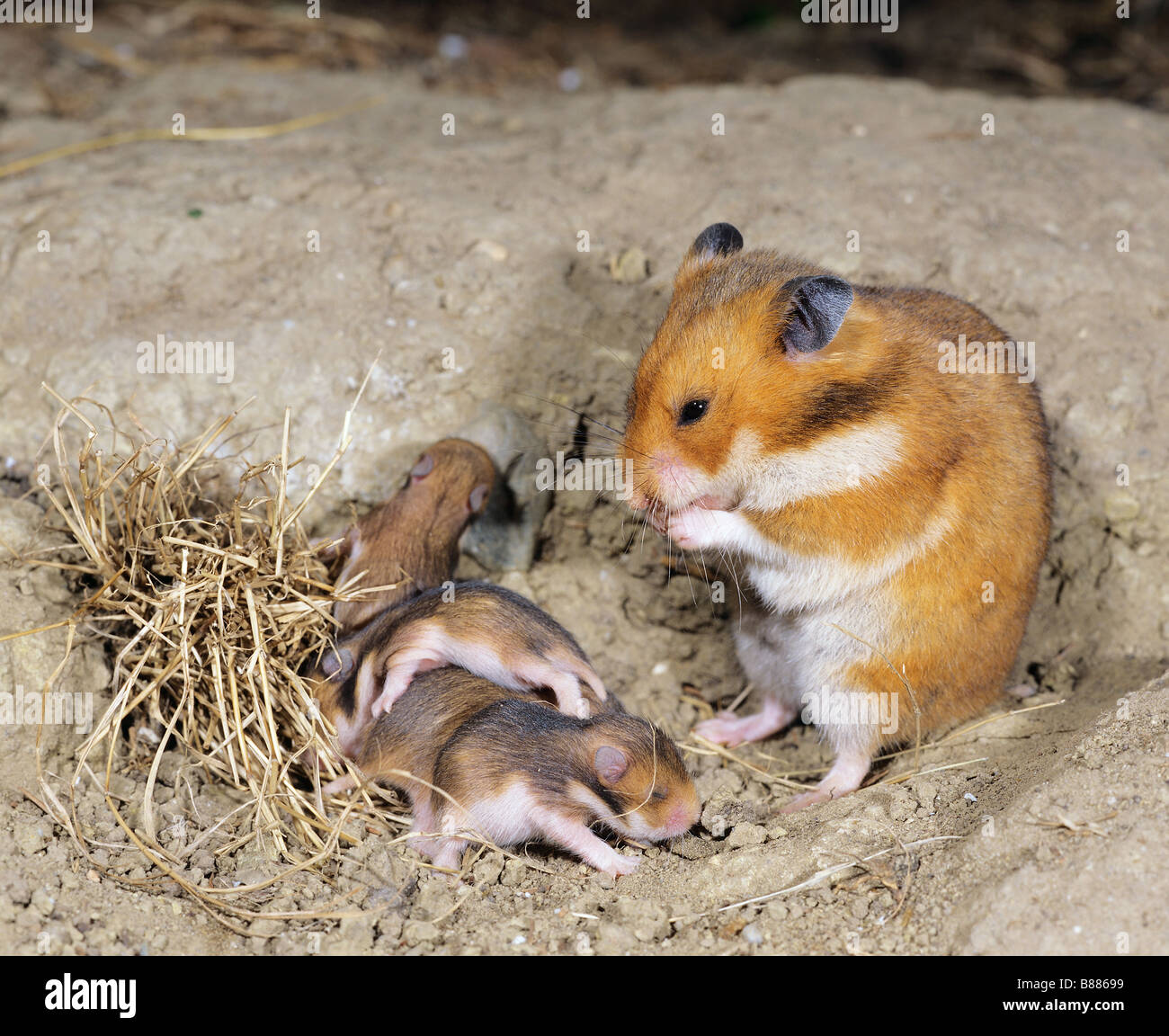 Golden Hamster with cubs / Mesocricetus auratus Stock Photo - Alamy