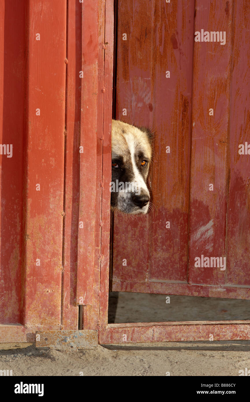 A dog peeping out through a red gate Stock Photo - Alamy