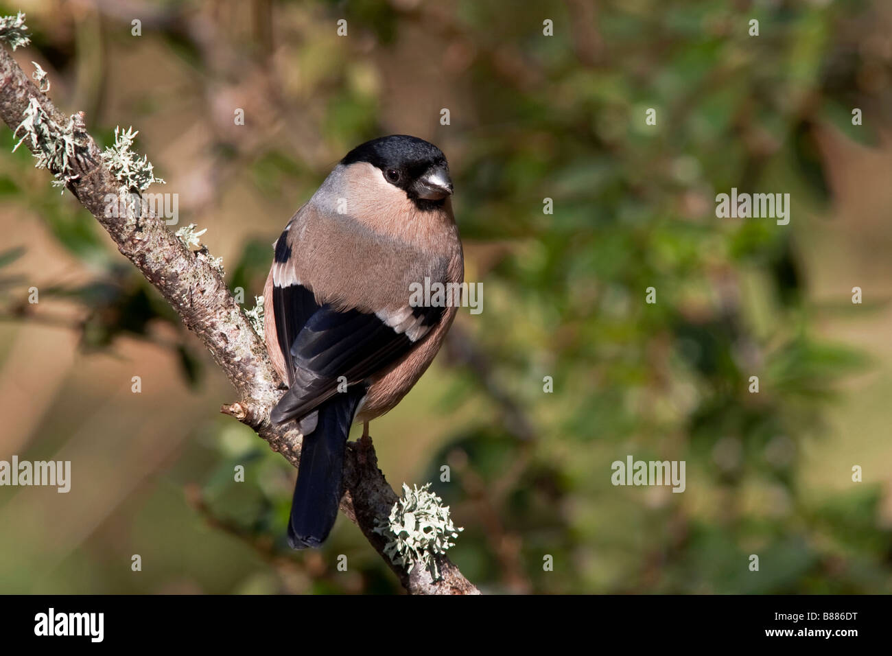 Adult female bullfinch hi-res stock photography and images - Alamy