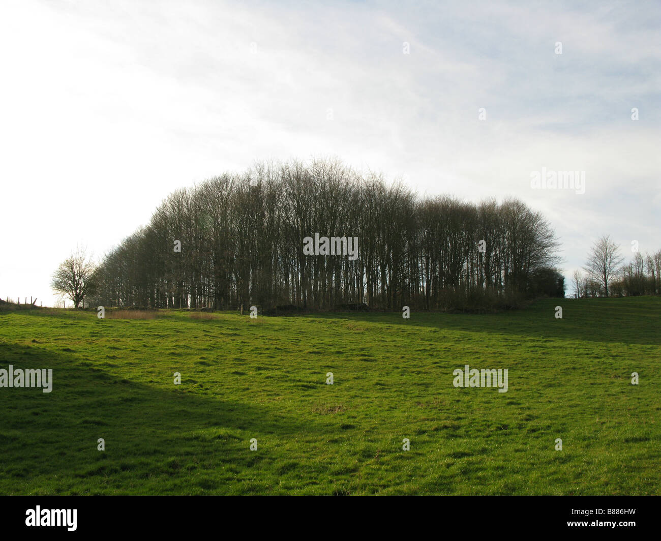 Copse on top of hill, near Burford, Oxfordshire Stock Photo - Alamy