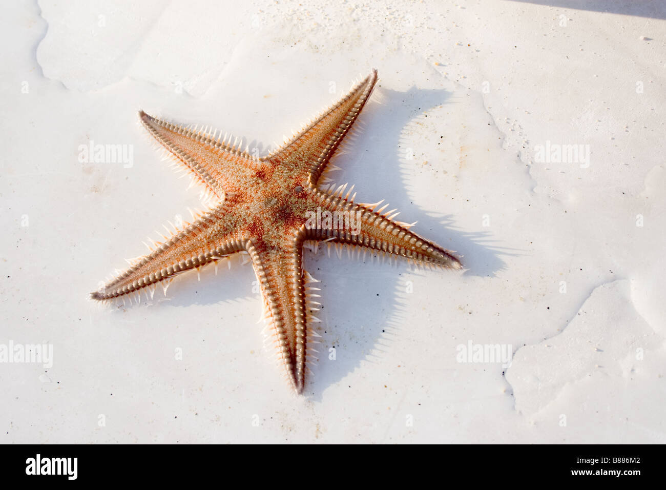 Starfish seabed hi-res stock photography and images - Alamy