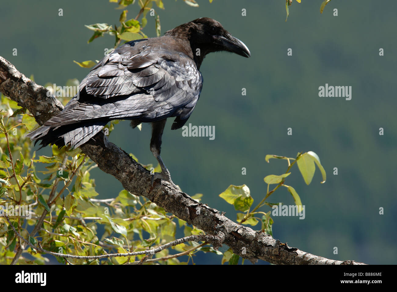 Corvo imperiale hi-res stock photography and images - Alamy