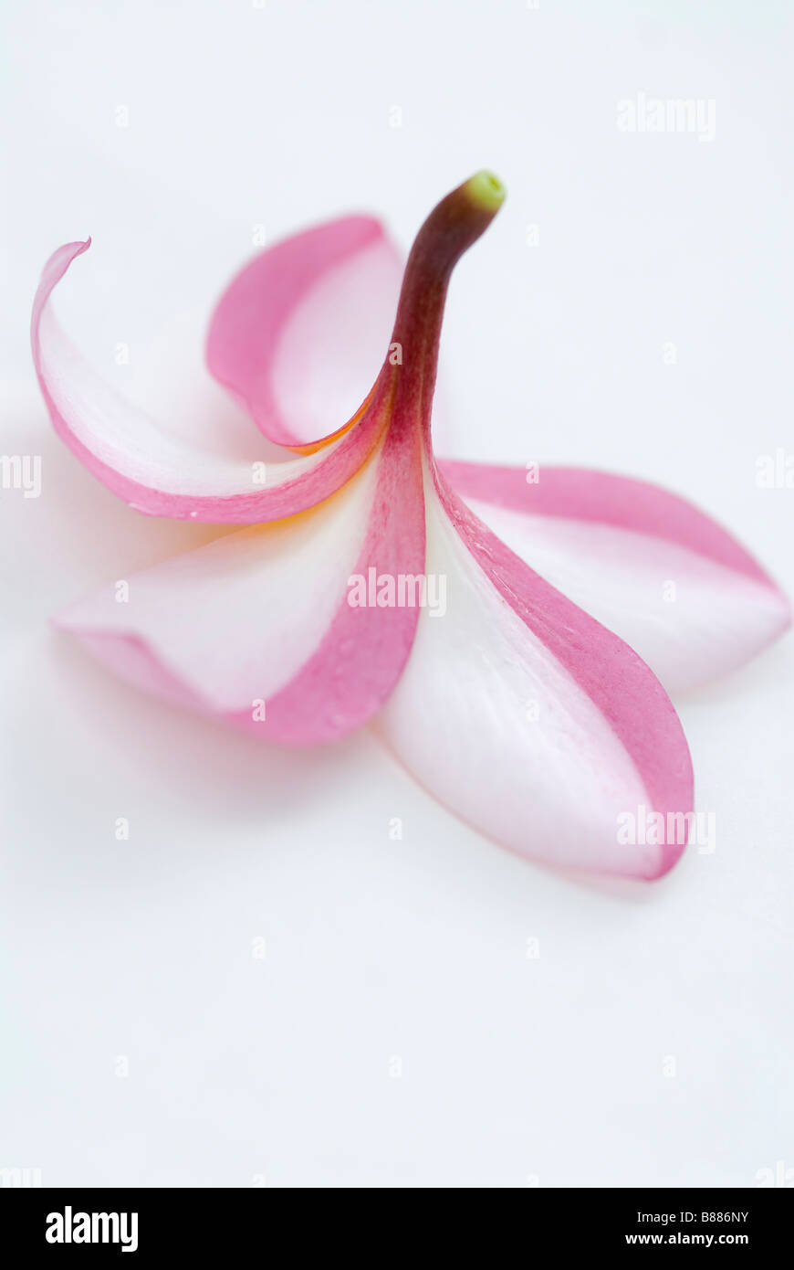 Frangipani flower on pink Cut Out Stock Images & Pictures - Alamy