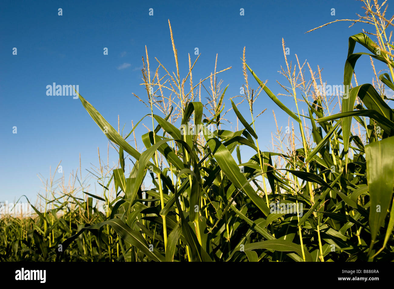 Corn harvest angles hi-res stock photography and images - Alamy