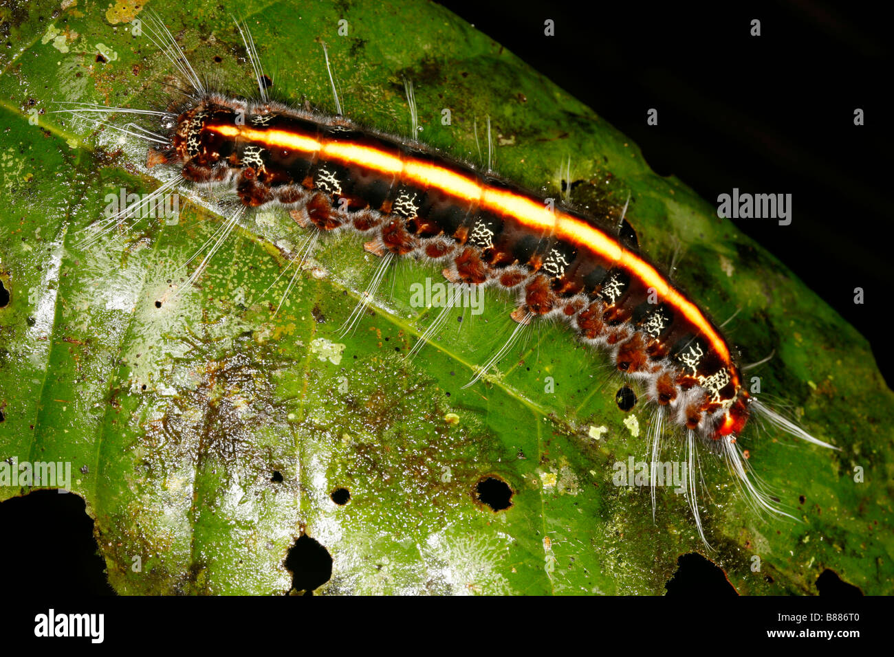 Rainforest caterpillar hi-res stock photography and images - Alamy