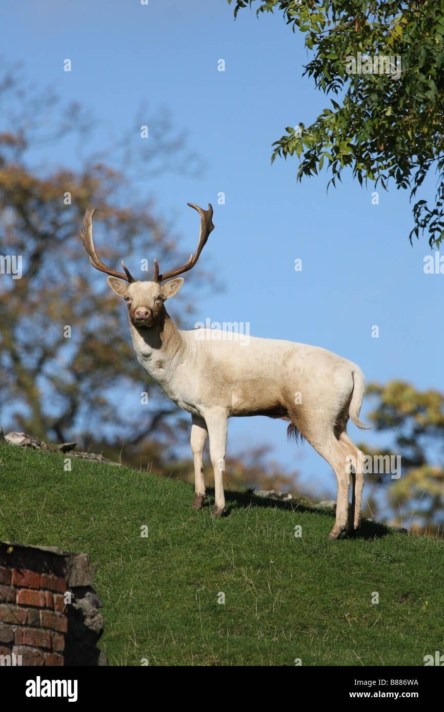 Fallow Deer Stag Dama dama Stock Photo - Alamy