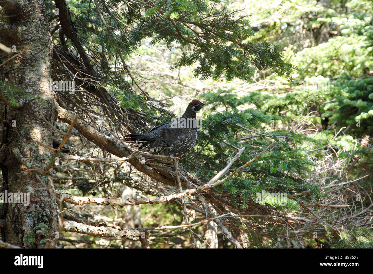 A grouse on the side of Beaver Brook Trail during the summer months ...