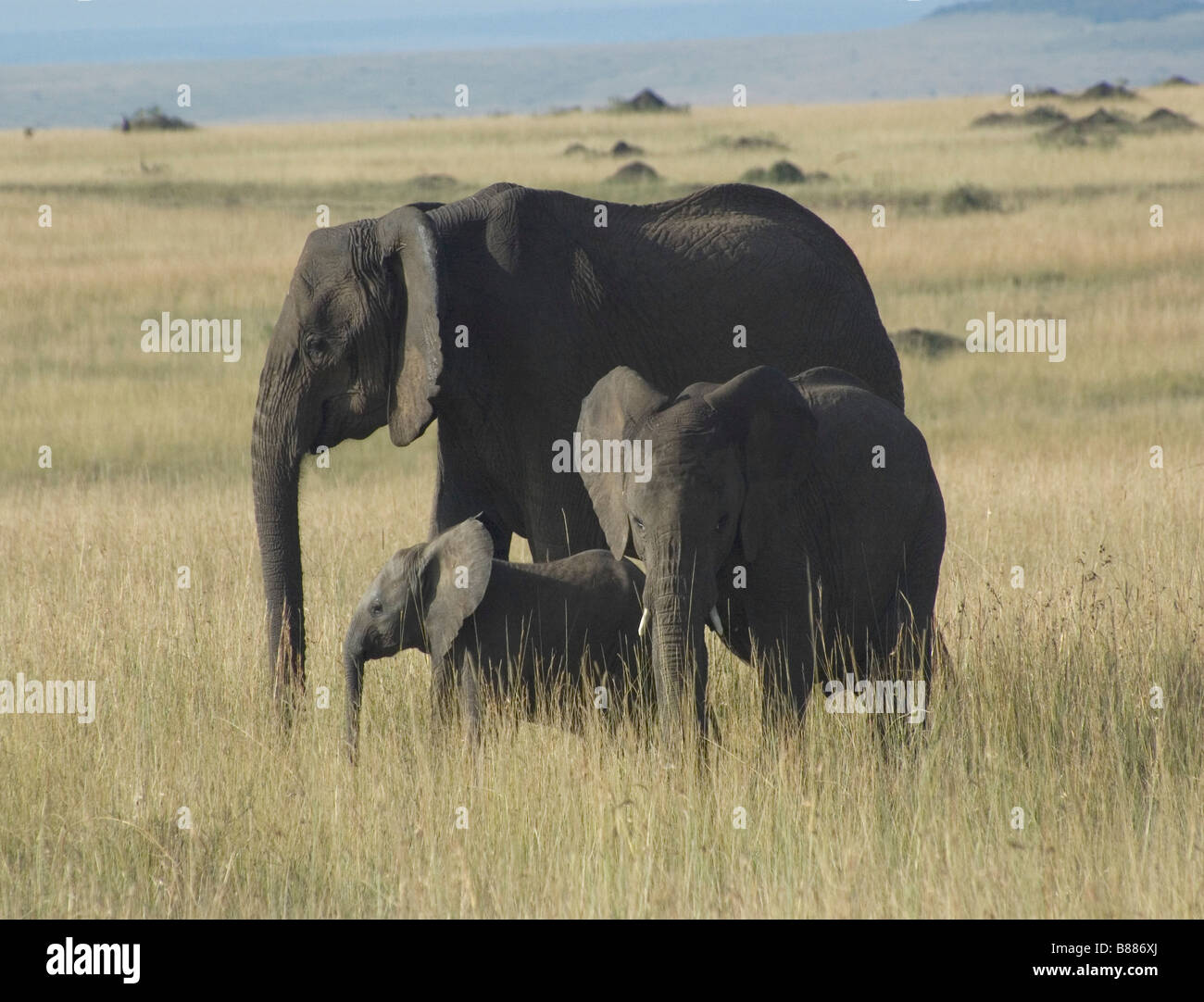FAMILY OF ELEPHANTS Stock Photo - Alamy