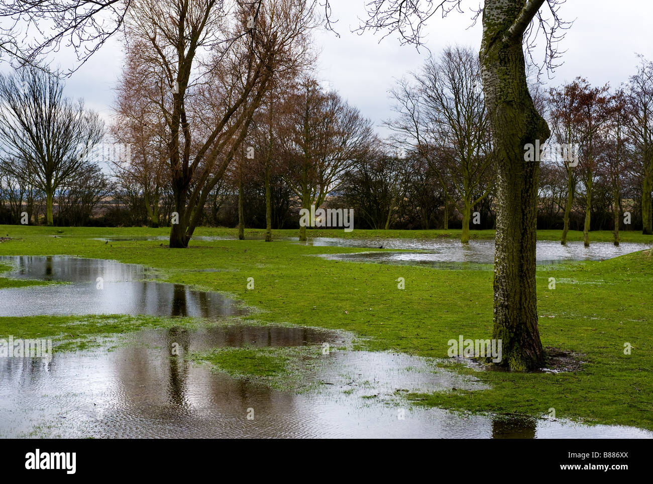 Waterlogged trees hi-res stock photography and images - Alamy