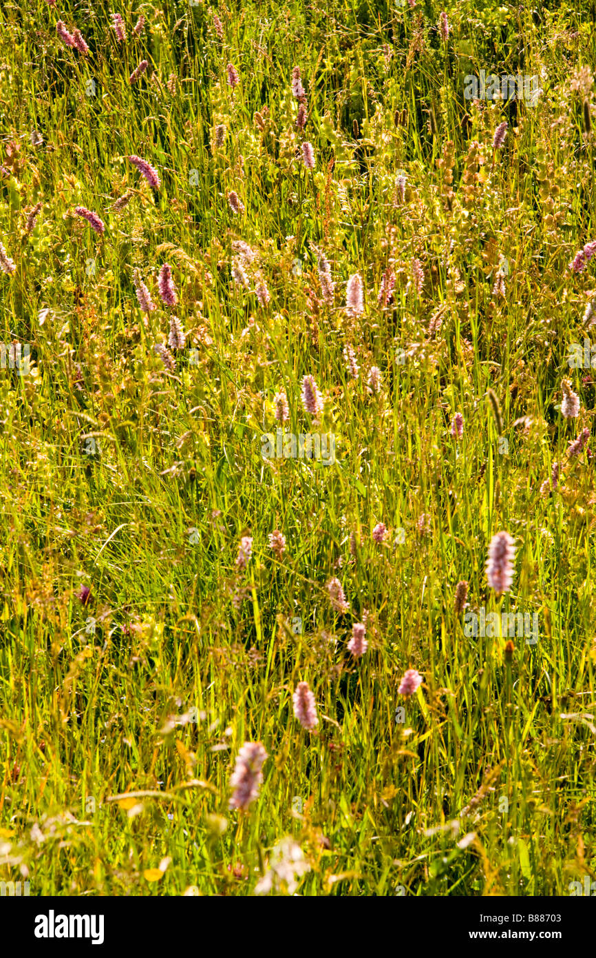 Wild flowers of france hi-res stock photography and images - Alamy