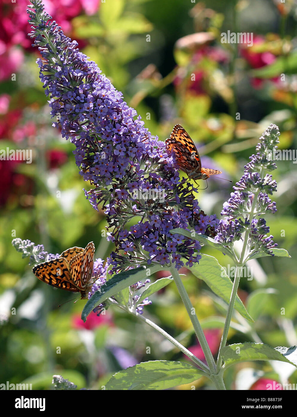 Callippe Fritillary (Speyeria callippe Stock Photo - Alamy