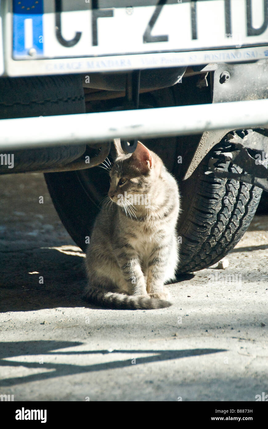 Cat sitting next to vehicles Stock Photo - Alamy
