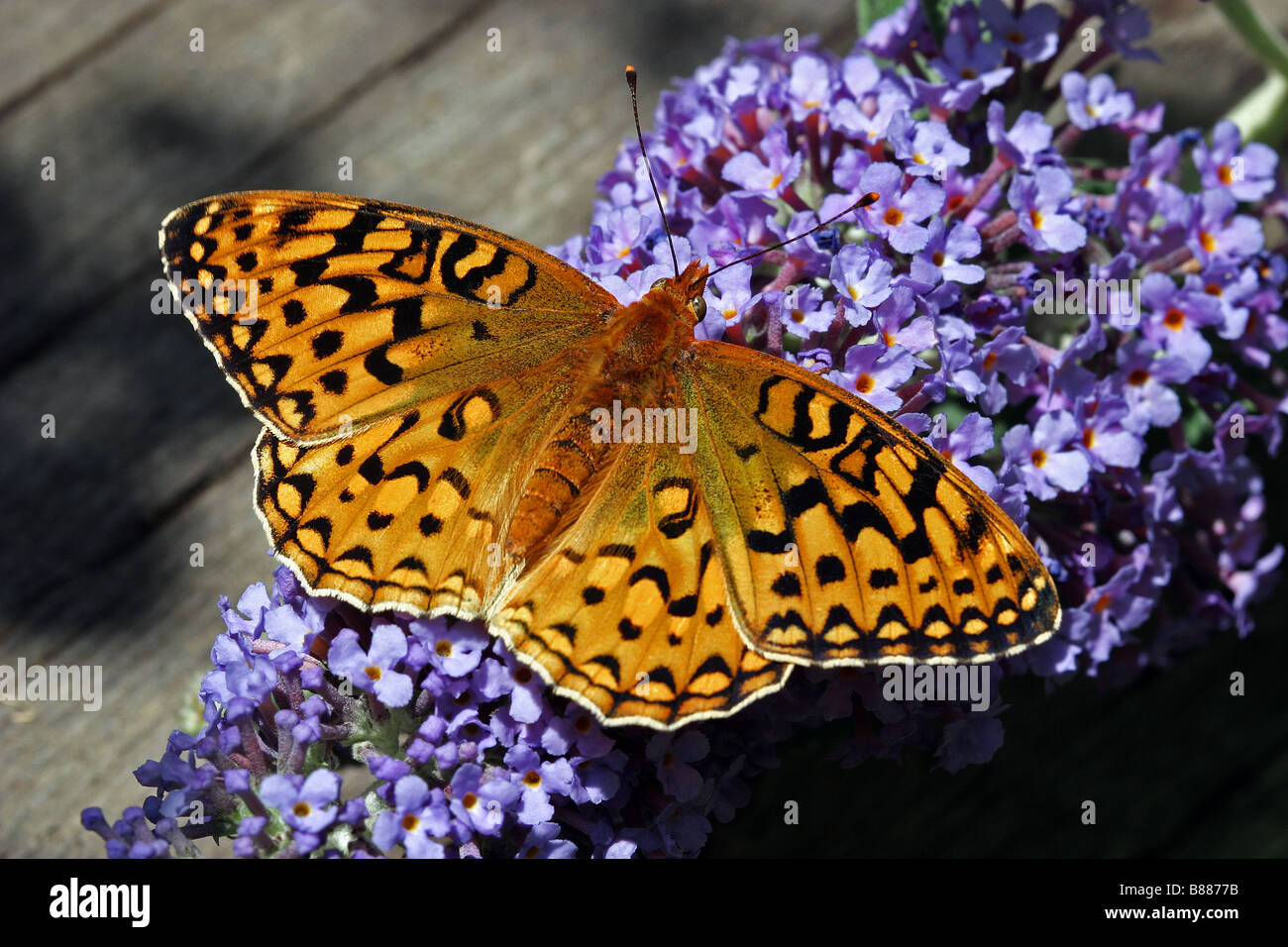 Callippe butterfly hi-res stock photography and images - Alamy