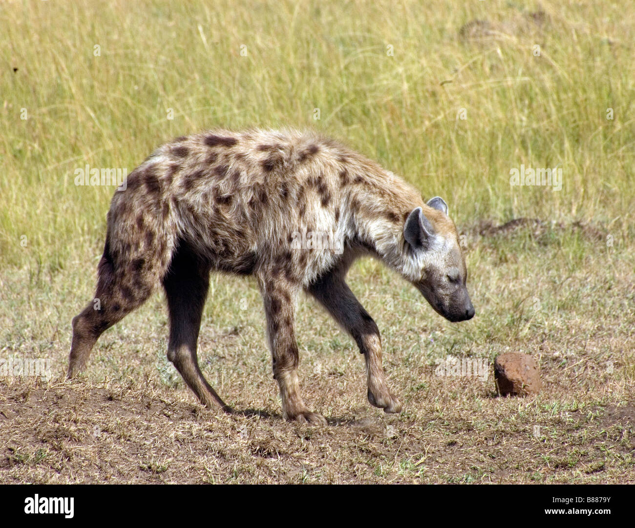 Hyena kenya hi-res stock photography and images - Alamy