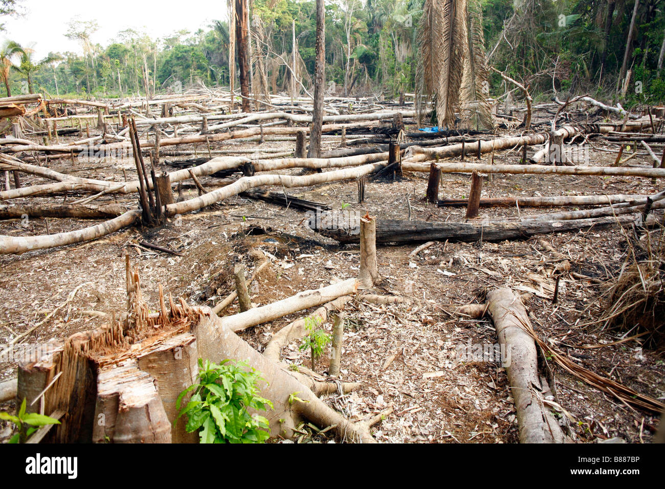 Rainforest cleared slash burn agriculture hi-res stock photography and ...