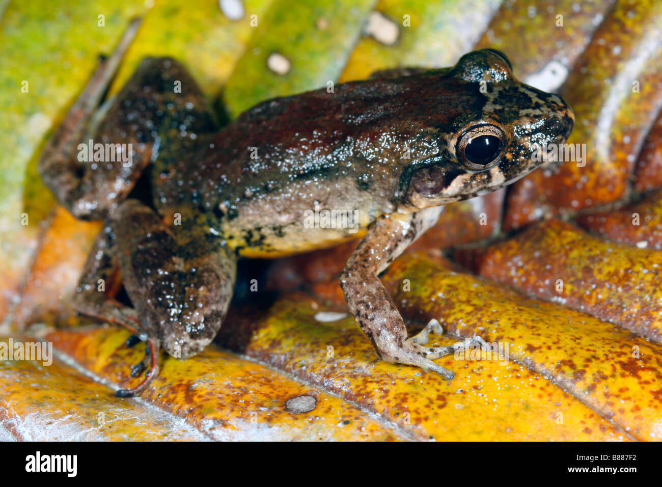 Common Jungle Frog (Leptodactylus leptodactyoides) from the Peruvian ...