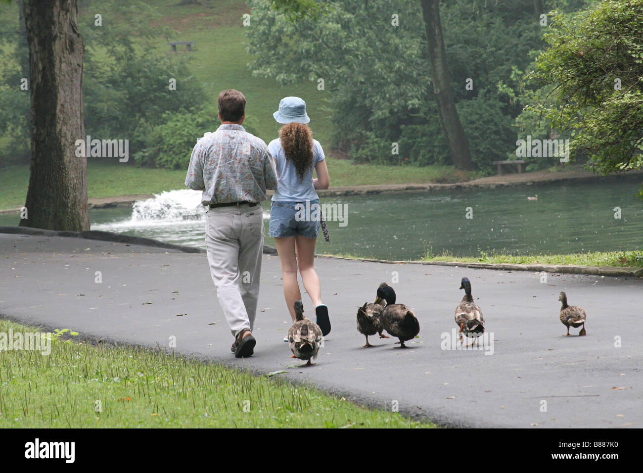 Ducklings following person hi-res stock photography and images - Alamy