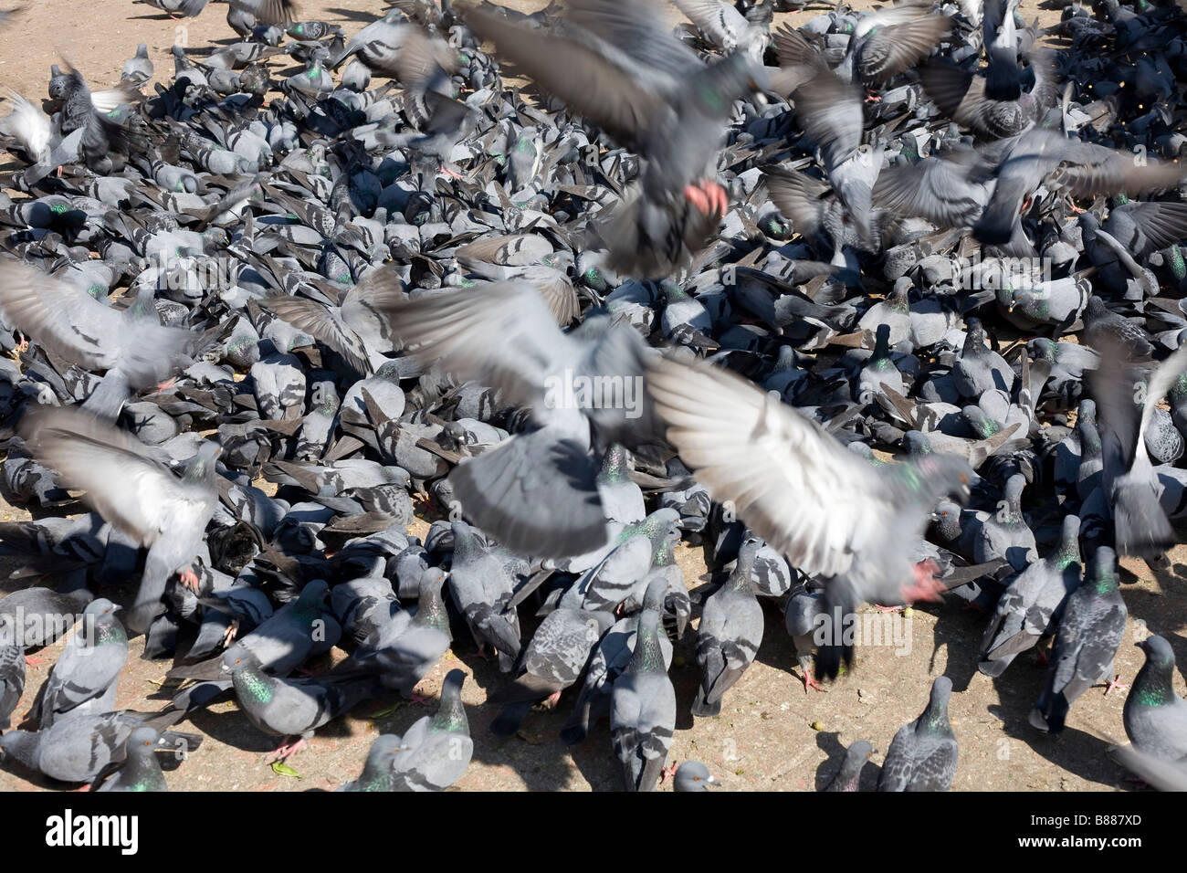 Lots of pigeons hi-res stock photography and images - Alamy