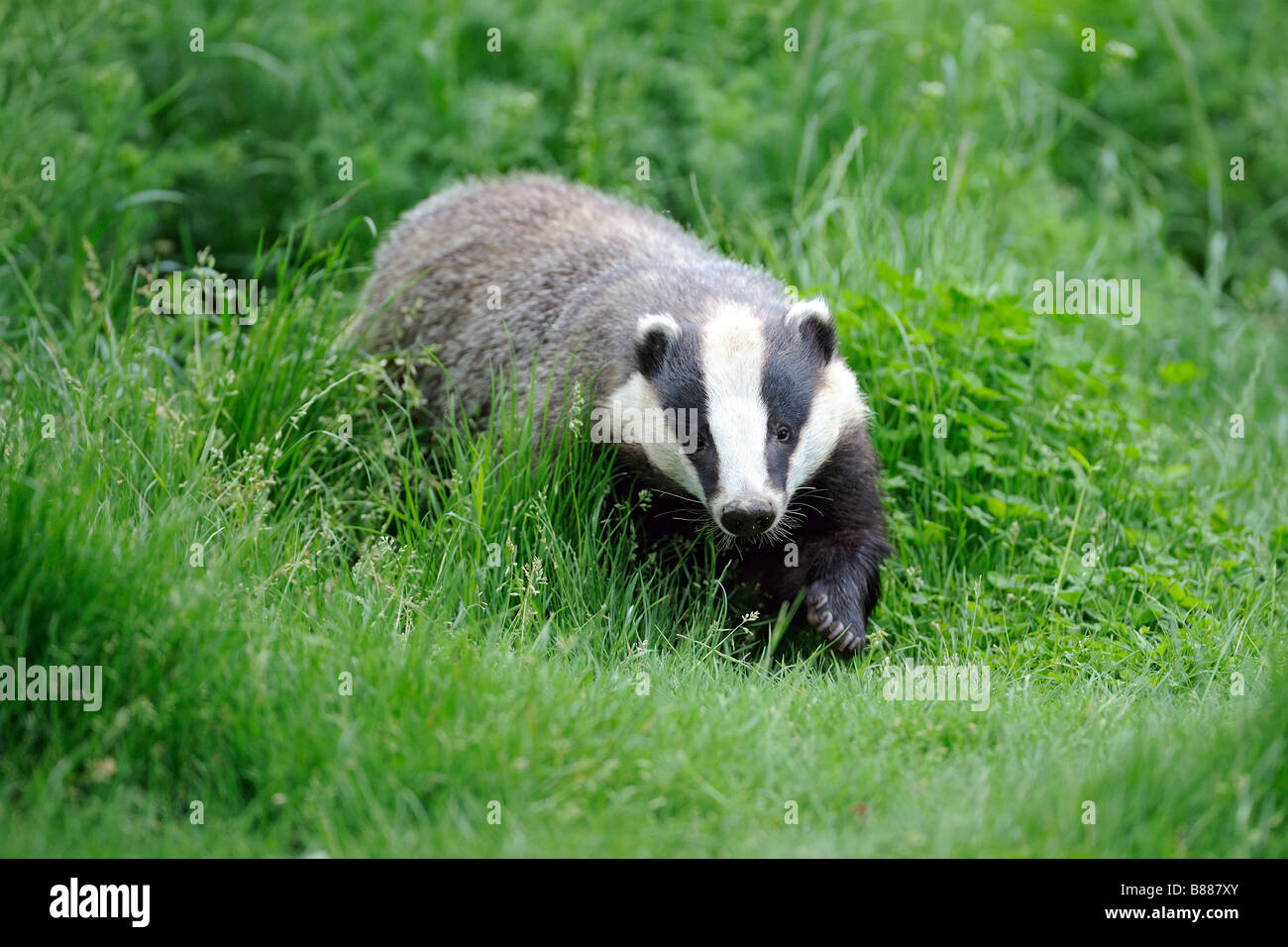 Badger High Resolution Stock Photography and Images - Alamy