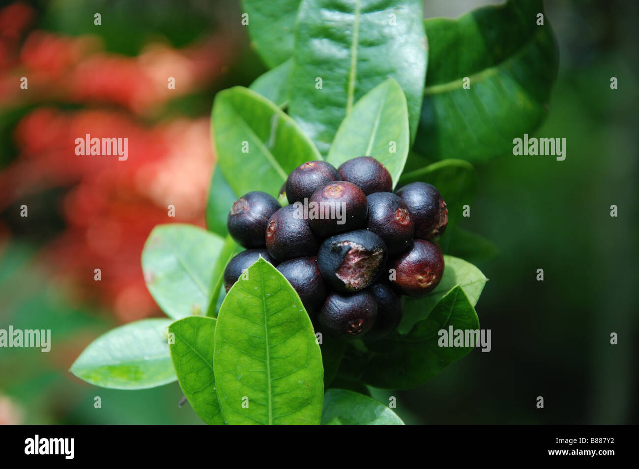 Coffee growing on coffee shrub in East Java Indonesia Stock Photo - Alamy