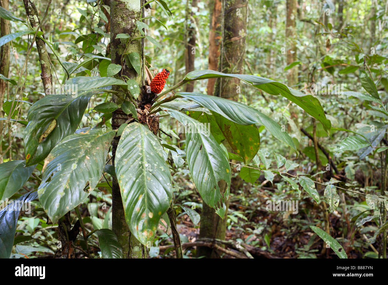 Aroid hi-res stock photography and images - Alamy