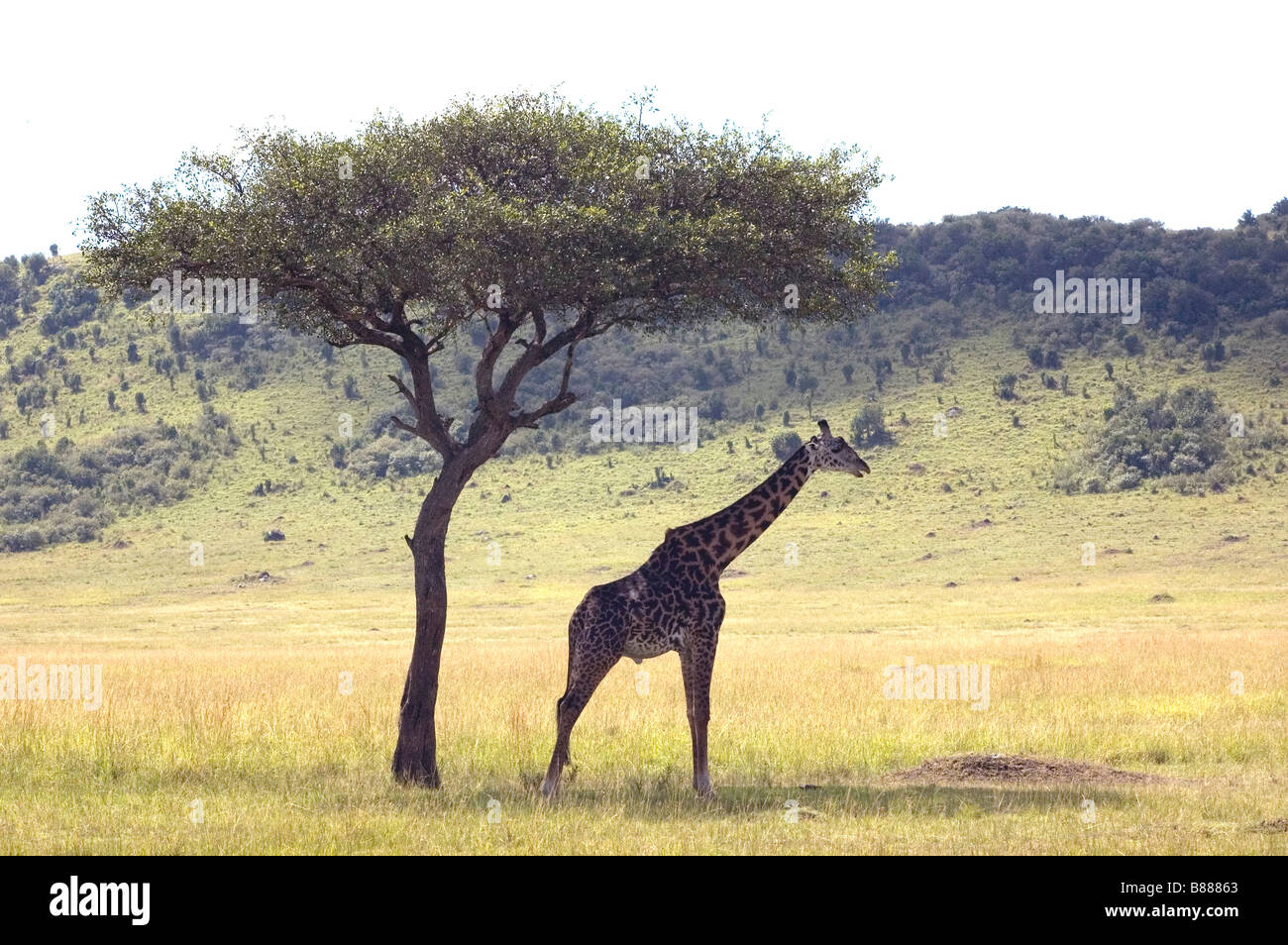 Giraffe under tree hi-res stock photography and images - Alamy