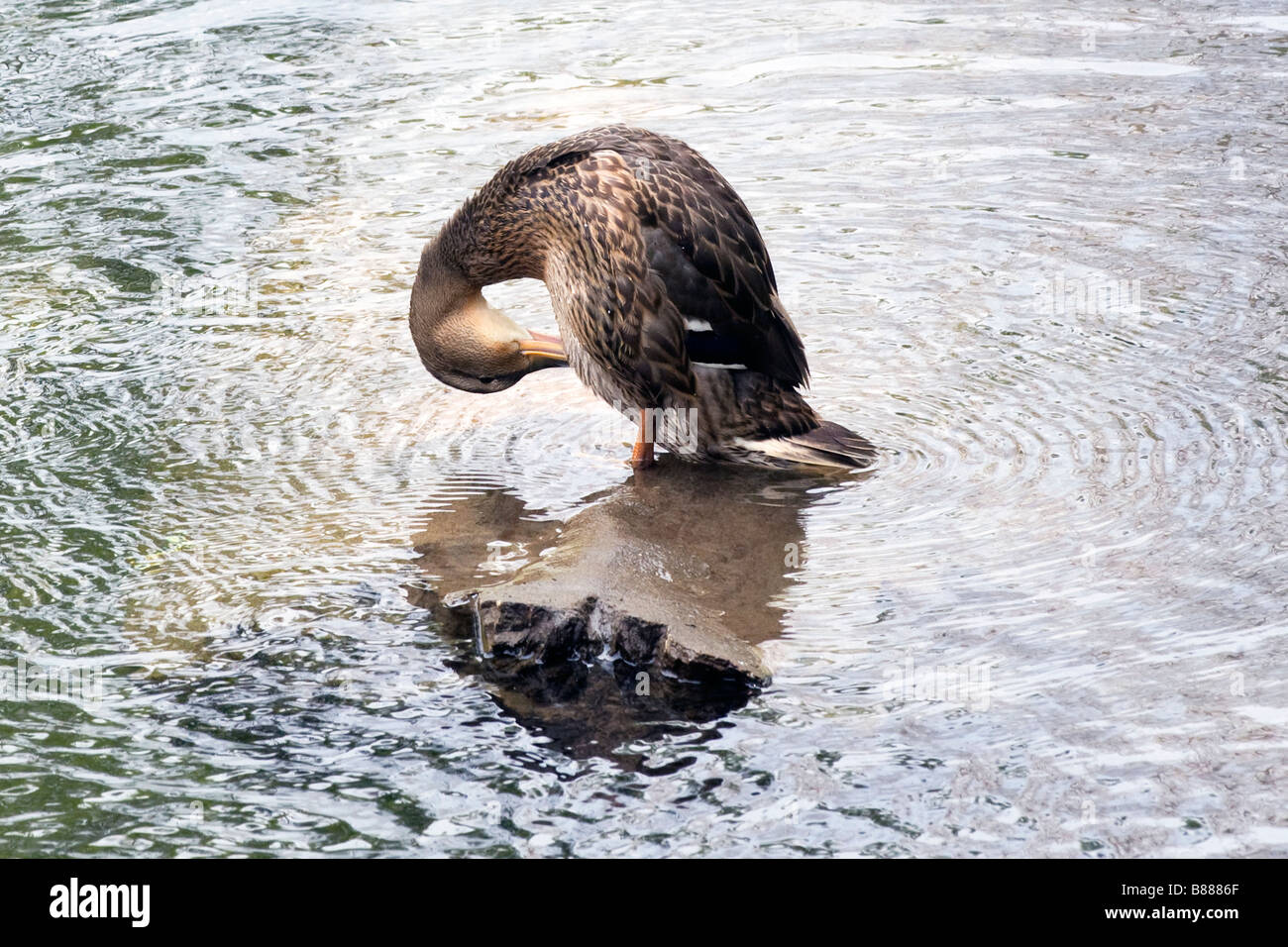 Preening in the Sunlight Stock Photo - Alamy