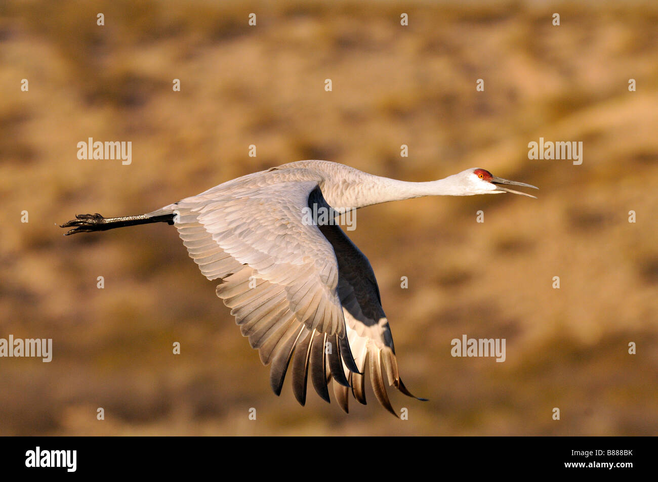 Long necked crane hi-res stock photography and images - Alamy