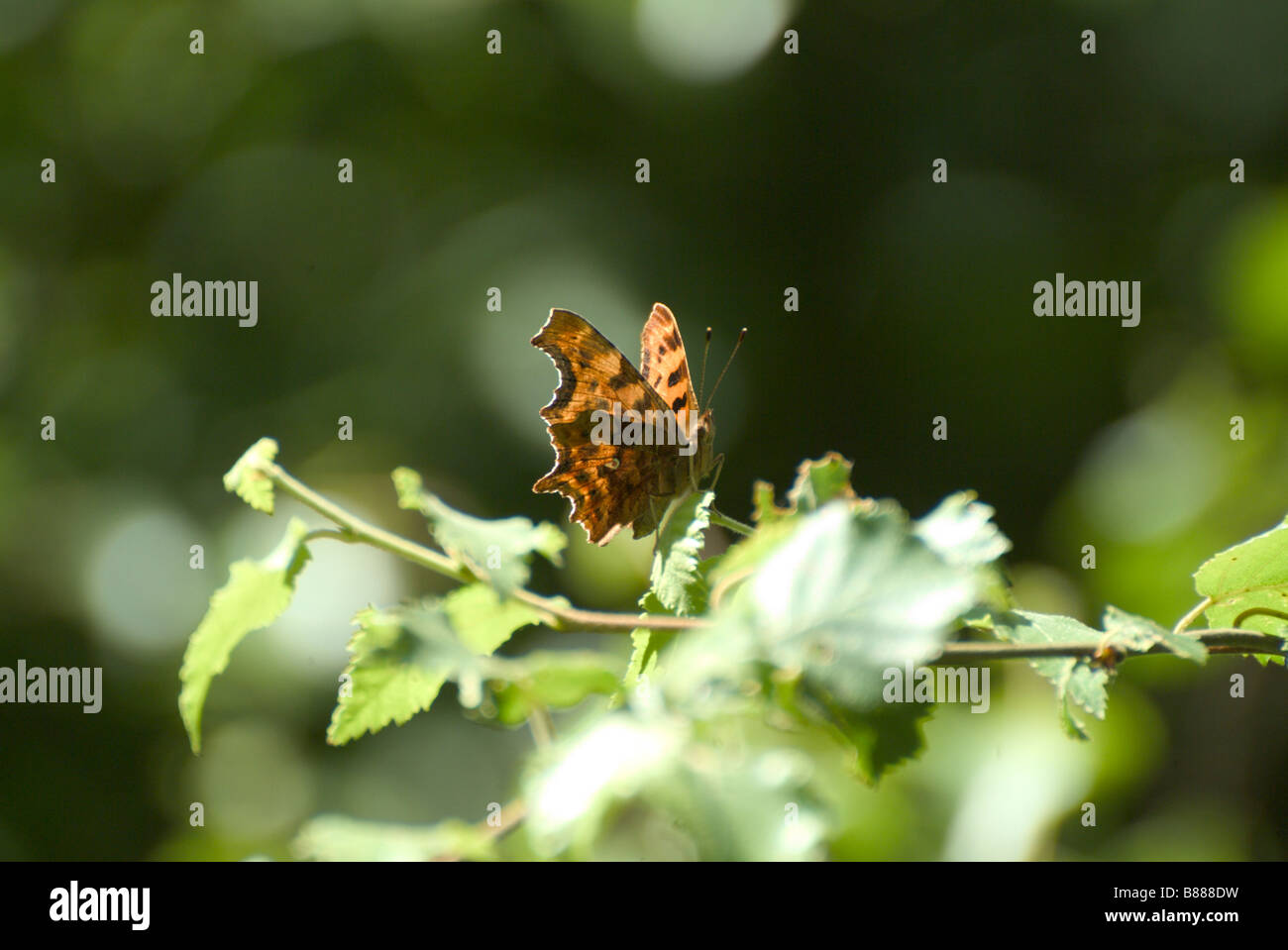 Male comma butterfly hi-res stock photography and images - Alamy