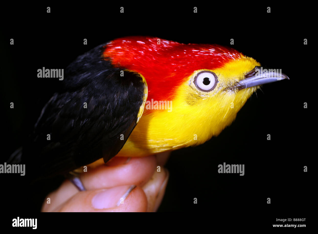 Pipra hi-res stock photography and images - Alamy