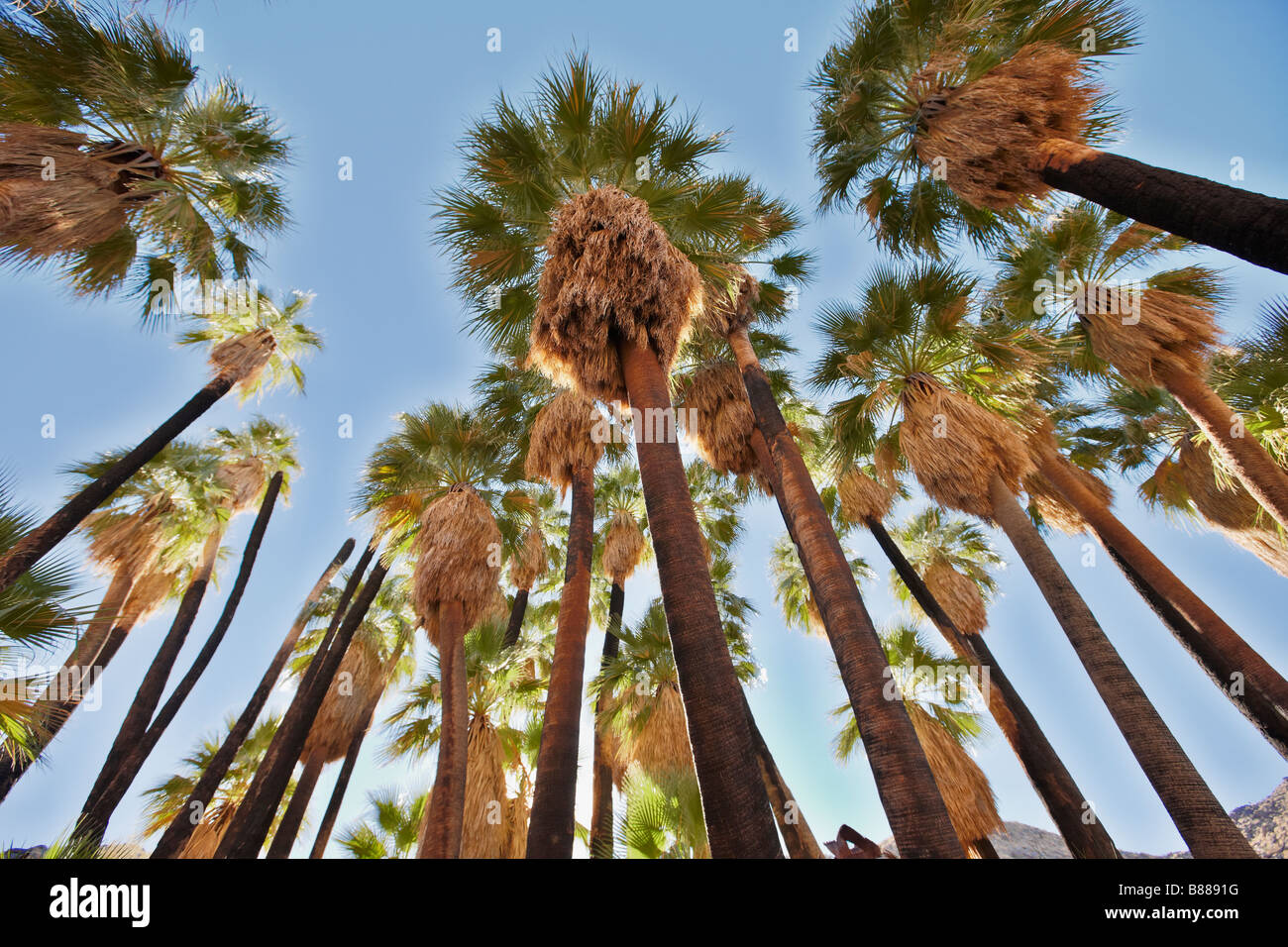 Tall palm trees growing in the Palm Canyon. Palm Springs, California ...