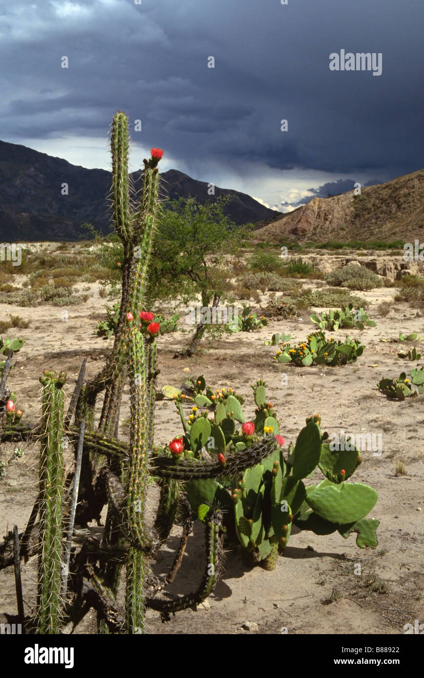 Cactus with red flowers grow on the Bolivian altiplano Stock Photo - Alamy