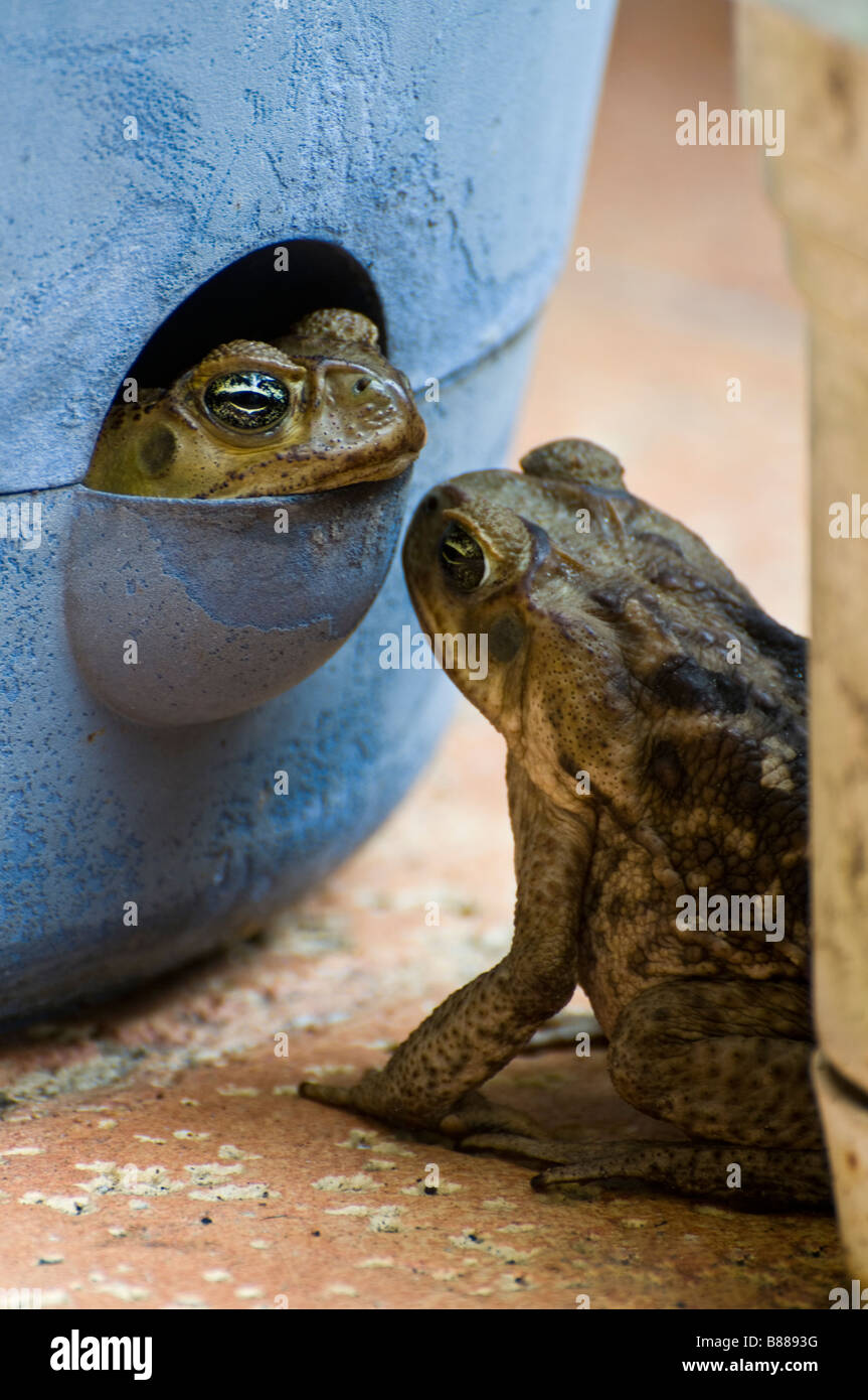Big cane toad hi-res stock photography and images - Alamy