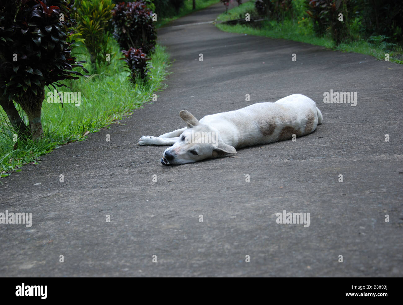 Balinese dog hi-res stock photography and images - Alamy