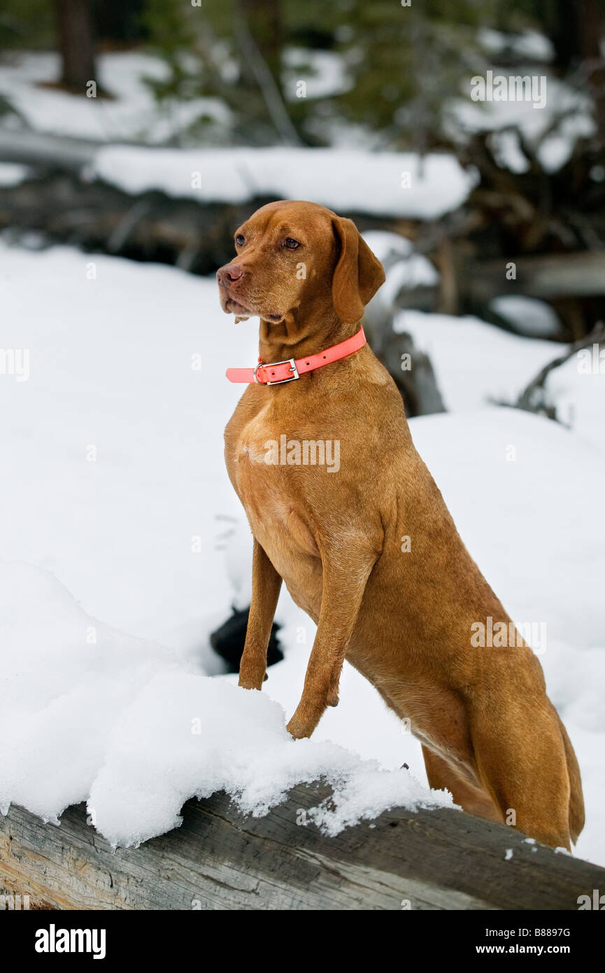 Hungarian vizsla hunting dog hi-res stock photography and images - Alamy