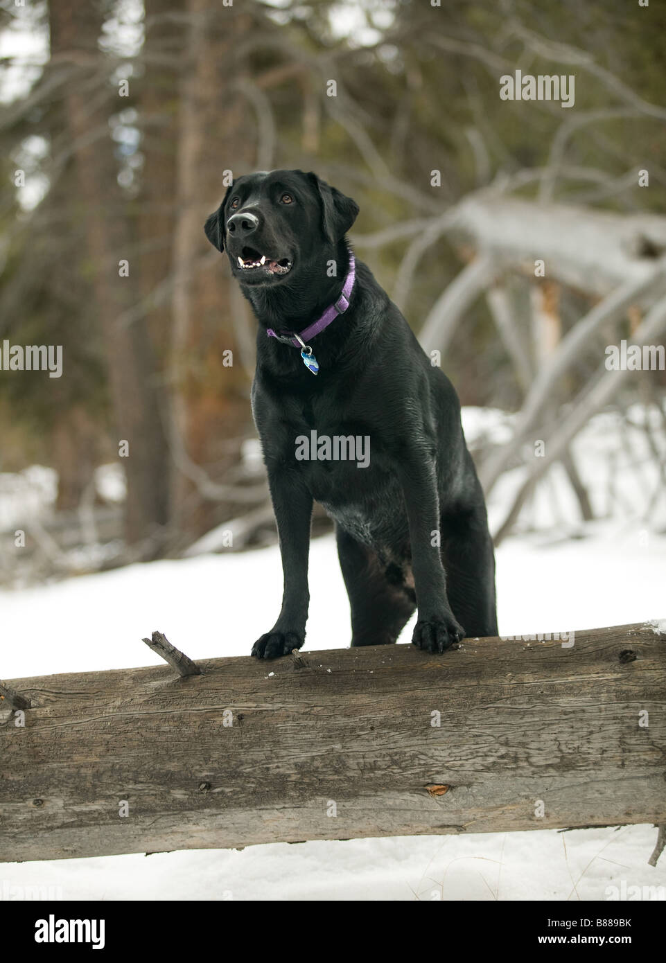 Black lab hi-res stock photography and images - Alamy